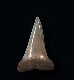 Carcharodon hastalis