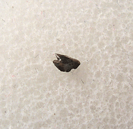 Squalus sp. - Netherlands | Buried Treasure Fossils