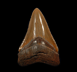 Colorful Atlantic ocean Otodus Chubutensis tooth | Buried Treasure Fossils