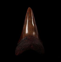 Meherrin River Isurus hastalis tooth for sale | Buried Treasure Fossils