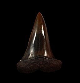 Real Meherrin River hastalis tooth for sale | Buried Treasure Fossils