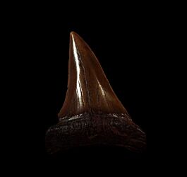Isurus hastalis tooth from No. Carolina for sale | Buried Treasure Fossils