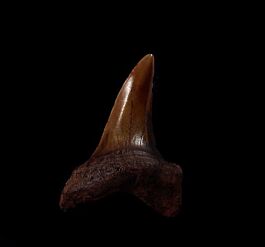 No. Carolina red site Isurus retroflexus tooth for sale | Buried ...