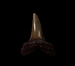 No. Carolina red Isurus retroflexus tooth for sale | Buried Treasure ...