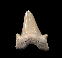 Split tip pathologic Otodus shark tooth | Buried Treasure Fossils