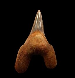 Parotodus benedeni tooth from Peru for sale | Buried Treasure Fossils