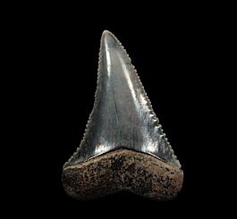 Great White tooth from Peru | Buried Treasure Fossils