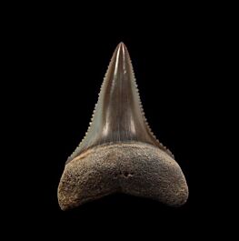 Top quality Peruvian Great White tooth for sale | Buried Treasure Fossils