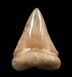 Huge Peruvian Great White shark tooth for sale | Buried Treasure Fossils
