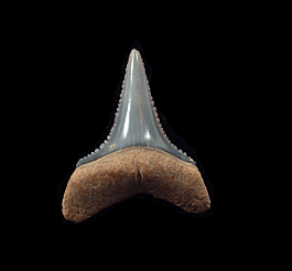 Rare Peruvian Carcharodon carcharias shark tooth for sale | Buried ...