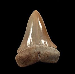 Peruvian Isurus hastalis tooth for sale | Buried Treasure Fossils