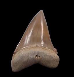 Peruvian Isurus hastalis tooth for sale | Buried Treasure Fossils