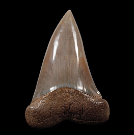 Big Peruvian Cosmopolitodus hastalis tooth for sale | Buried Treasure ...