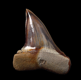 Big Peruvian Carcharodon hastalis tooth for sale | Buried Treasure Fossils