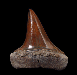 Peruvian Big-tooth Mako shark tooth for sale | Buried Treasure Fossils