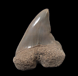 Peruvian Carcharodon hastalis shark tooth for sale | Buried Treasure ...