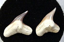 Galeocerdo contortus