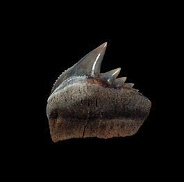 Peruvian Hexanchus griseus tooth for sale | Buried Treasure Fossils