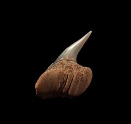Peruvian Hexanchus parasymphyseal tooth | Buried Treasure Fossils