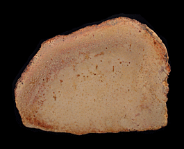 Palmoxylon sp. - Petrified Palm - Louisiana | Buried Treasure Fossils