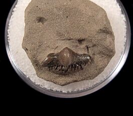 Helodus didymus tooth for sale | Buried Treasure Fossils