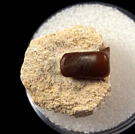 Real Lagarodus angustus tooth for sale | Buried Treasure Fossils