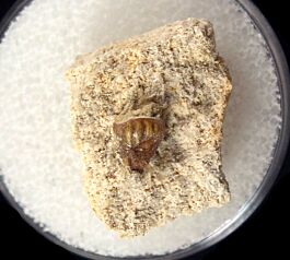 Russian Poecilodus circinnas tooth for sale | Buried Treasure Fossils