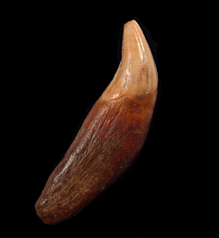 Urusus spelaeus tooth | Buried Treasure Fossils