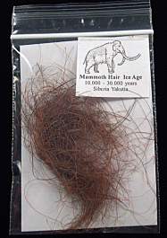 Real Wooly Mammoth hair for sale | Buried Treasure Fossils