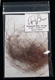 Ice Age Woolly Mammoth hair | Buried Treasure Fossils