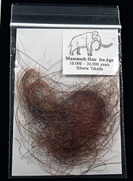 Woolly Mammoth hair | Buried Treasure Fossils