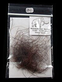 Wooly Mammoth hair| Buried Treasure Fossils