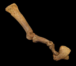 Cave Panther toe | Buried Treasure Fossils