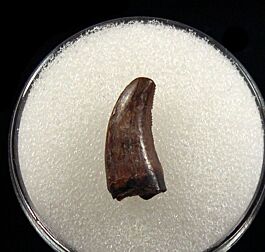 Dromaeosaurus langstoni tooth | Buried Treasure Fossils