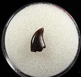 Dromaeosaurus langstoni tooth for sale | Buried Treasure Fossils