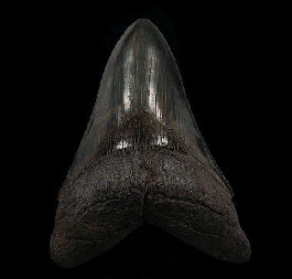 SC Colorful Mega tooth for sale | Buried Treasure Fossils