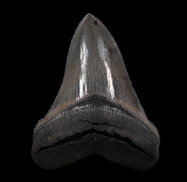 Rare So. Carolina Chubutensis tooth for sale | Buried Treasure Fossils
