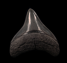 A killer gray Meg tooth for sale | Buried Treasure Fossils