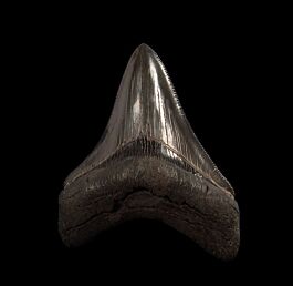Black Megalodon tooth from So. Carolina | Buried Treasure Fossils