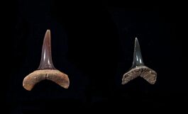 Anomotodon novus (Eocene)