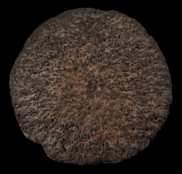 Whale - Epiphyseal disc | Buried Treasure Fossils