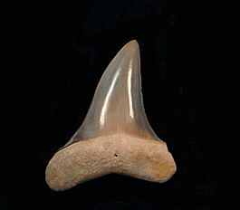 Isurus praecursor (Eocene)