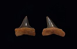 Isurus praecursor (Eocene)