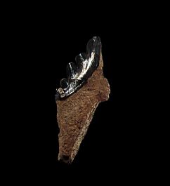 Archaeocete yoke tooth from So. Carolina | Buried Treasure Fossils