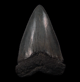 Isurus hastalis tooth from So. Carolina | Buried Treasure Fossils