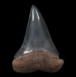 Large Carcharodon hastalis tooth from So. Carolina | Buried Treasure ...