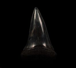 Quality SC Cosmopolitodus hastalis tooth for sale | Buried Treasure Fossils