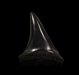 So. Carolina Hastalis tooth for sale | Buried Treasure Fossils