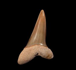 Top Quality Isurus desori tooth for sale | Buried Treasure Fossils