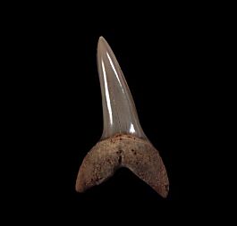 Oligocene Isurus desori tooth for sale | Buried Treasure Fossils